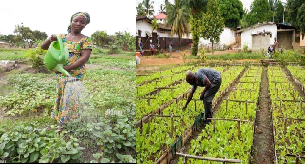 FAO Signs US$499,000 Agreement With Liberian Gov’t To Boost Smallholder ...