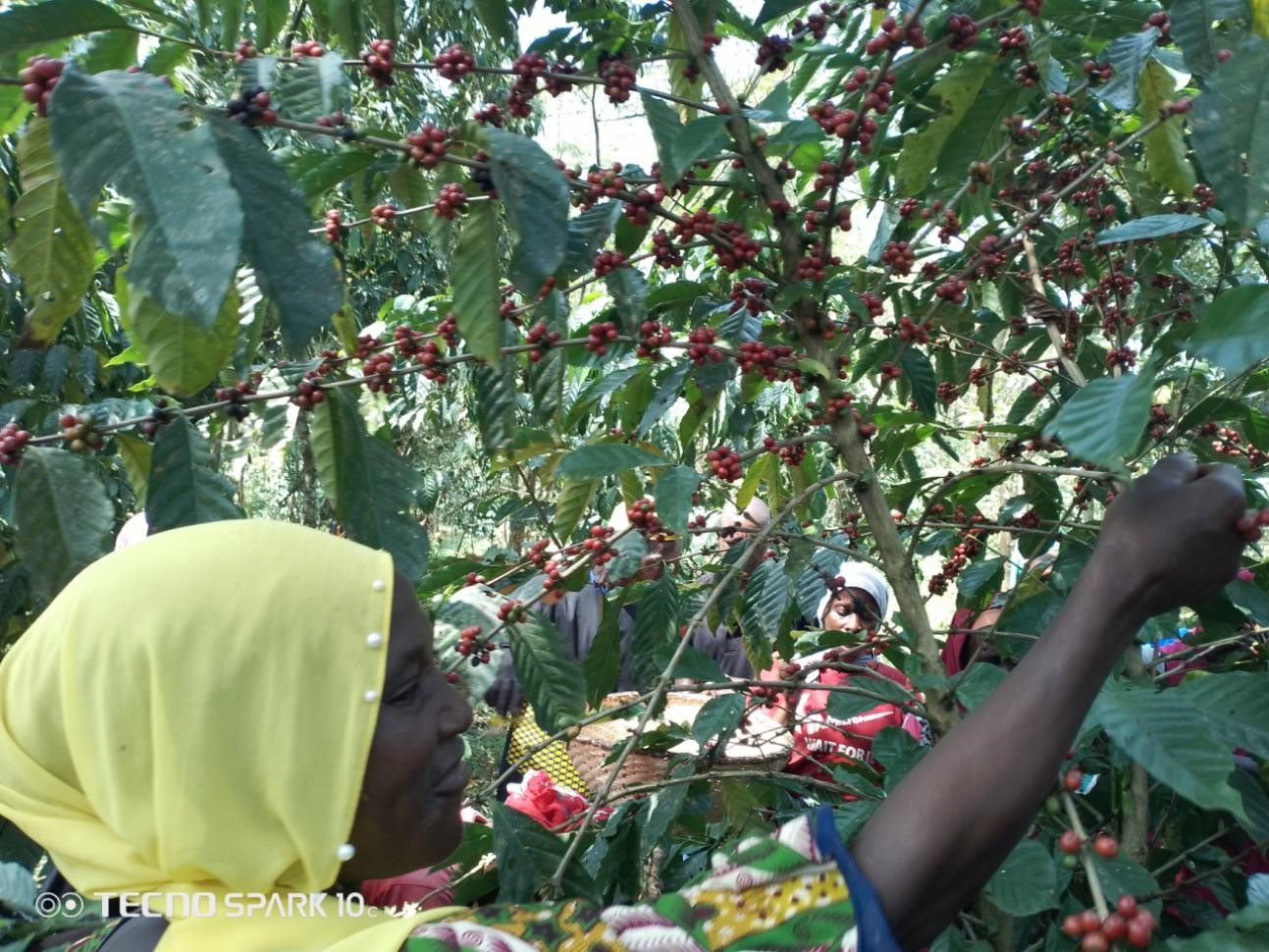 Breathing New Life Into Liberia’s Coffee Sector: ITC And Local Partners ...